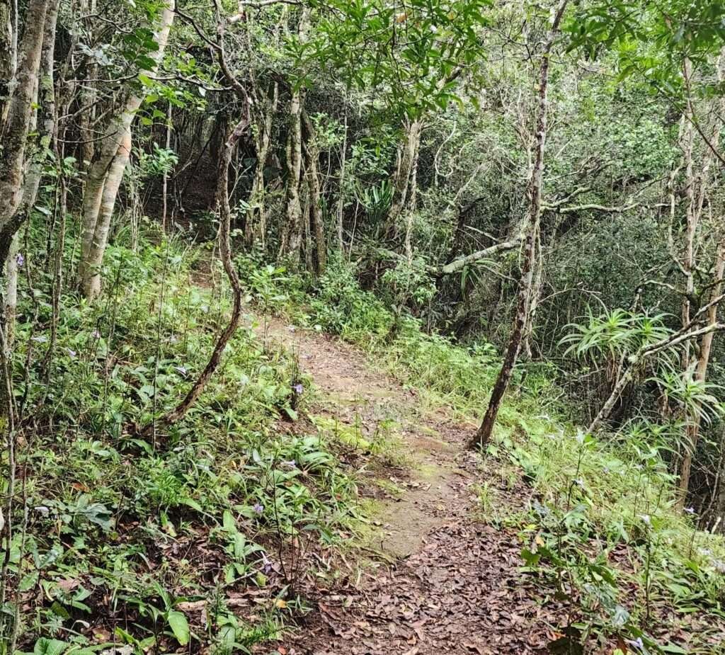 Umtiza Forest Walk at Inkwenkwezi: What to Expect - New Places To Go